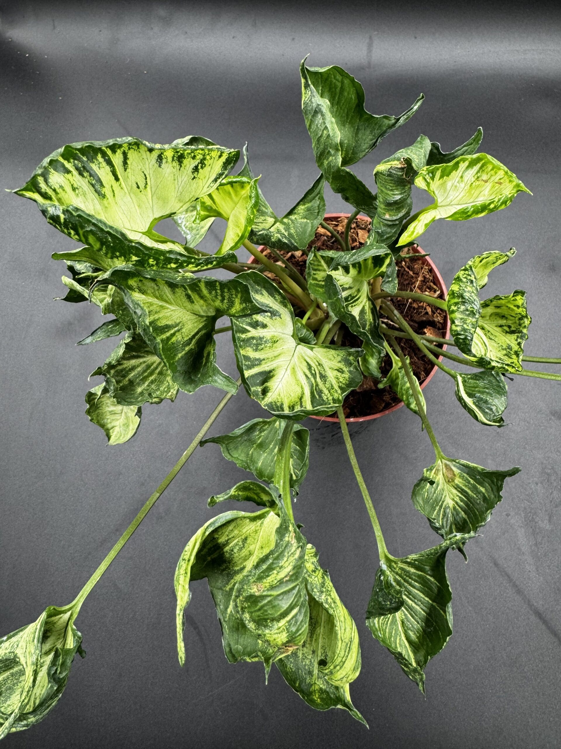 Syngonium Godzilla - Rare Plant Daddy