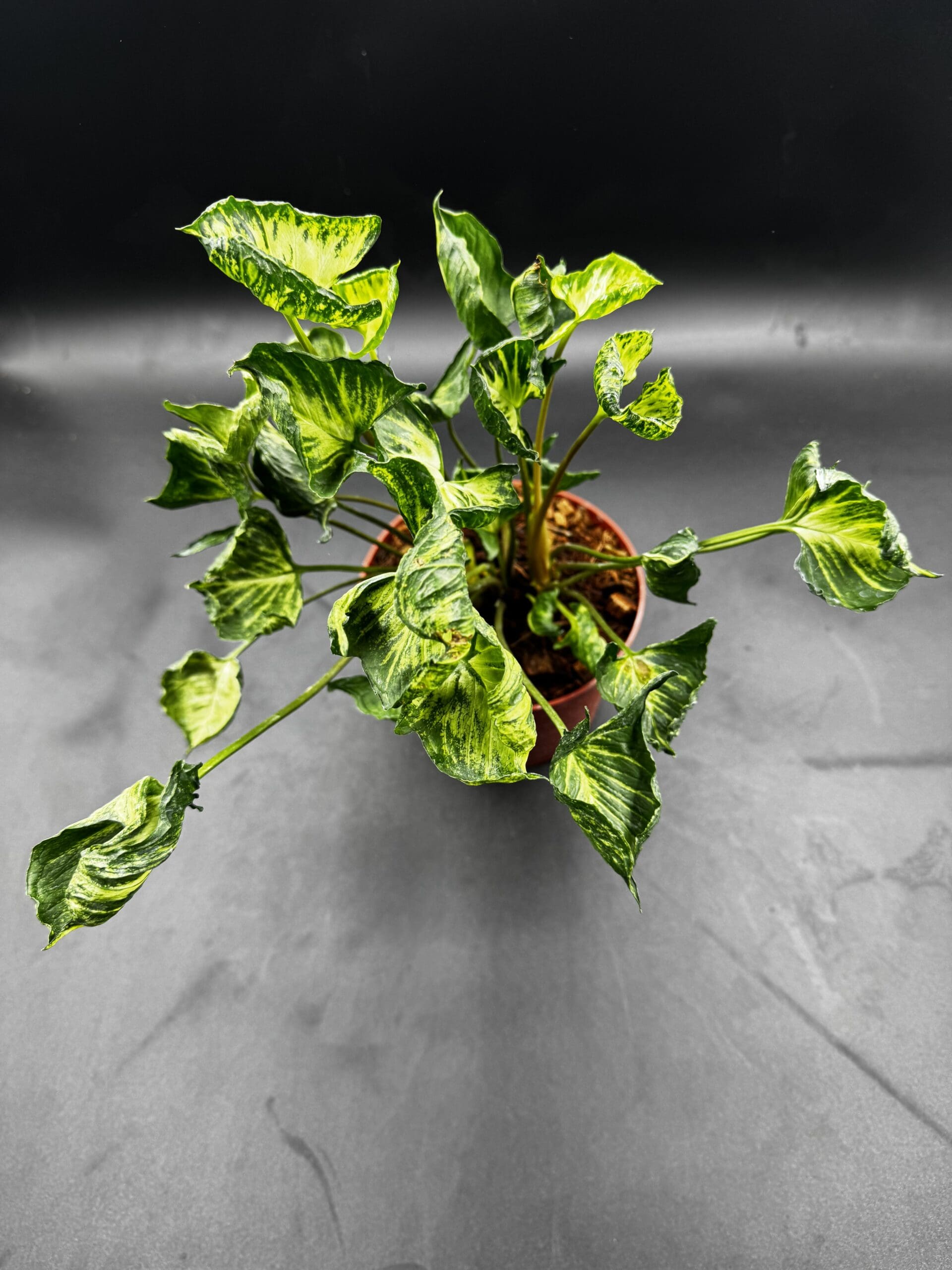 Syngonium Godzilla - Rare Plant Daddy