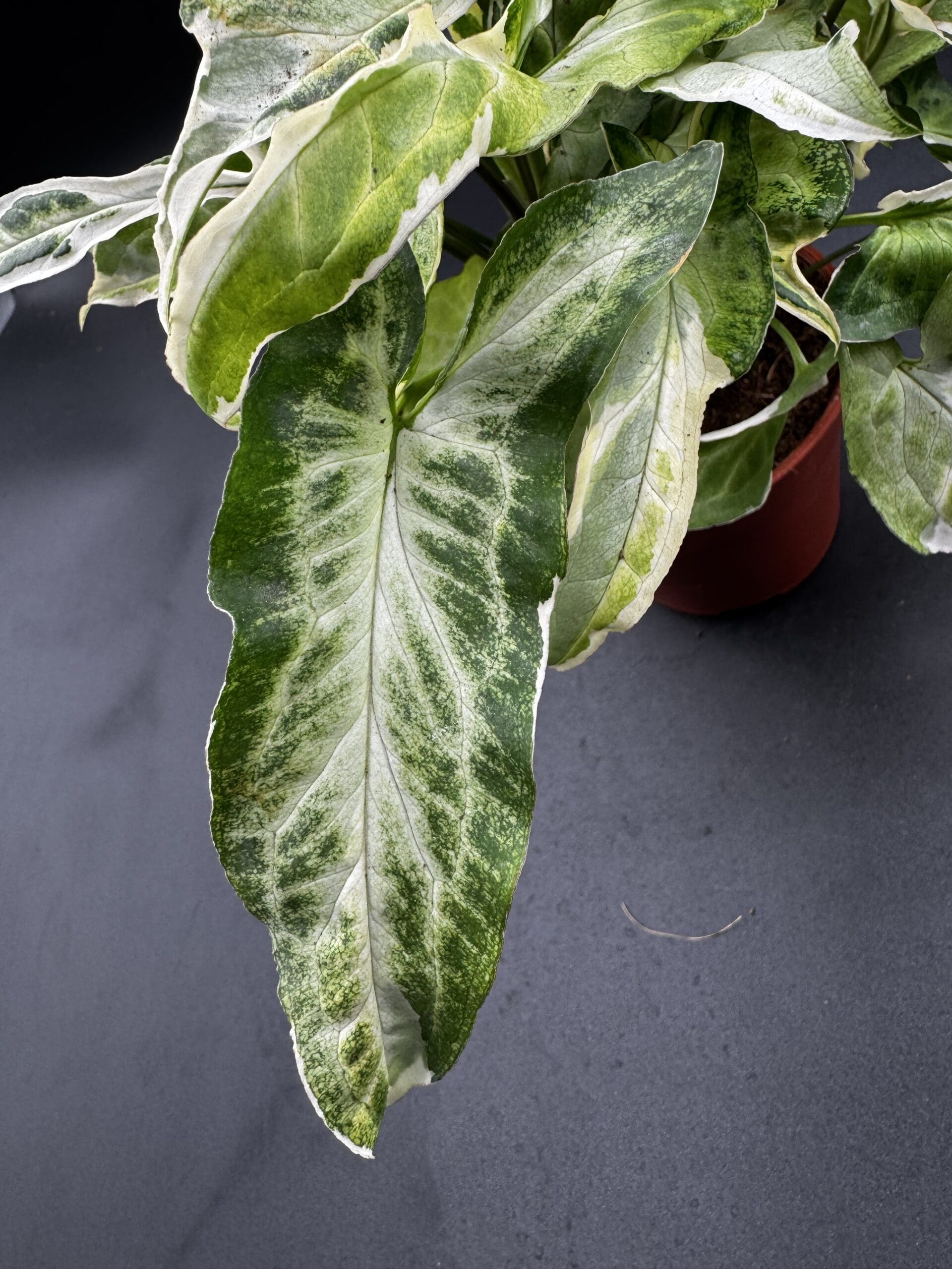 Syngonium Starlite - Tropical Houseplant - Rare Plant Daddy