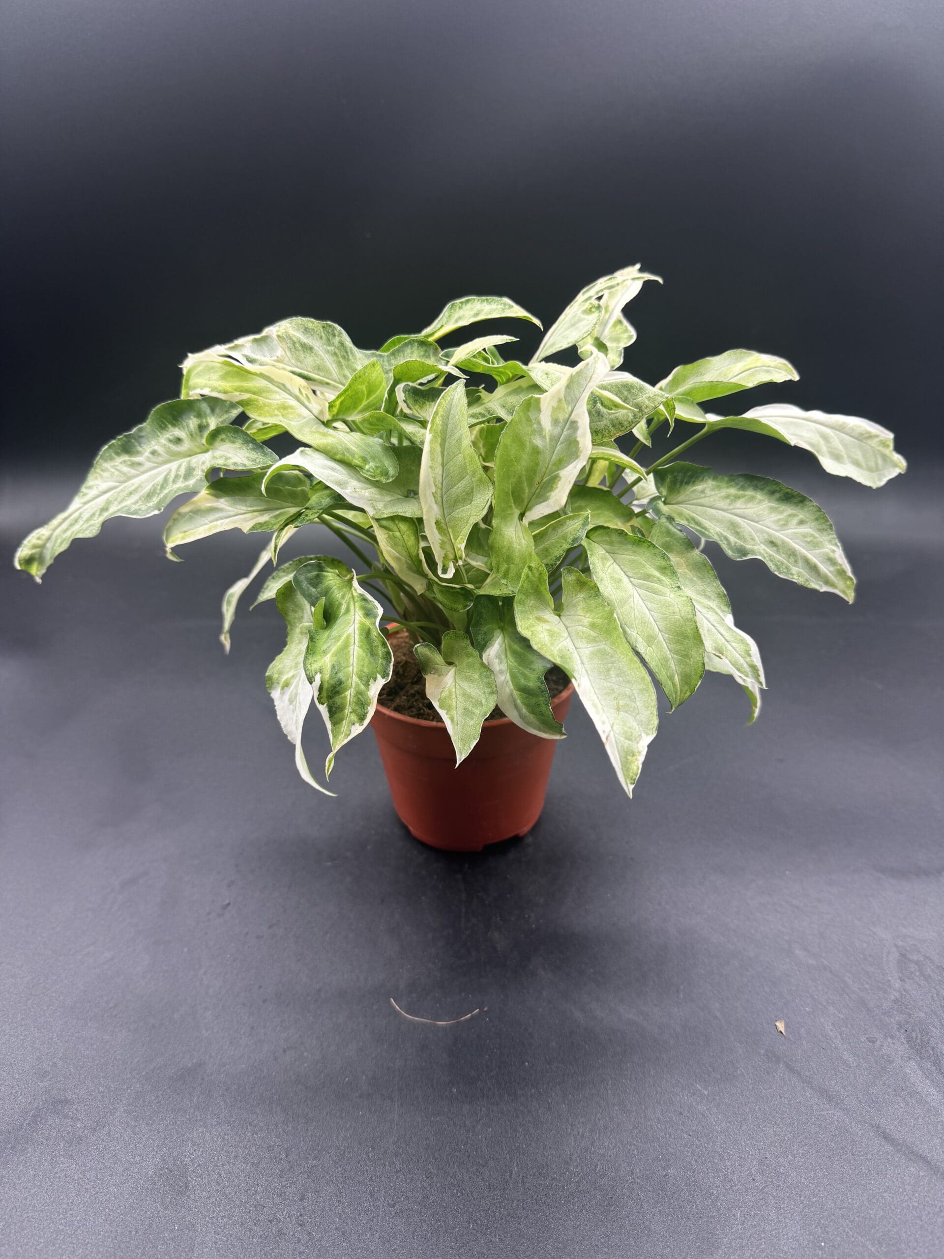 Syngonium Starlite - Tropical Houseplant - Rare Plant Daddy